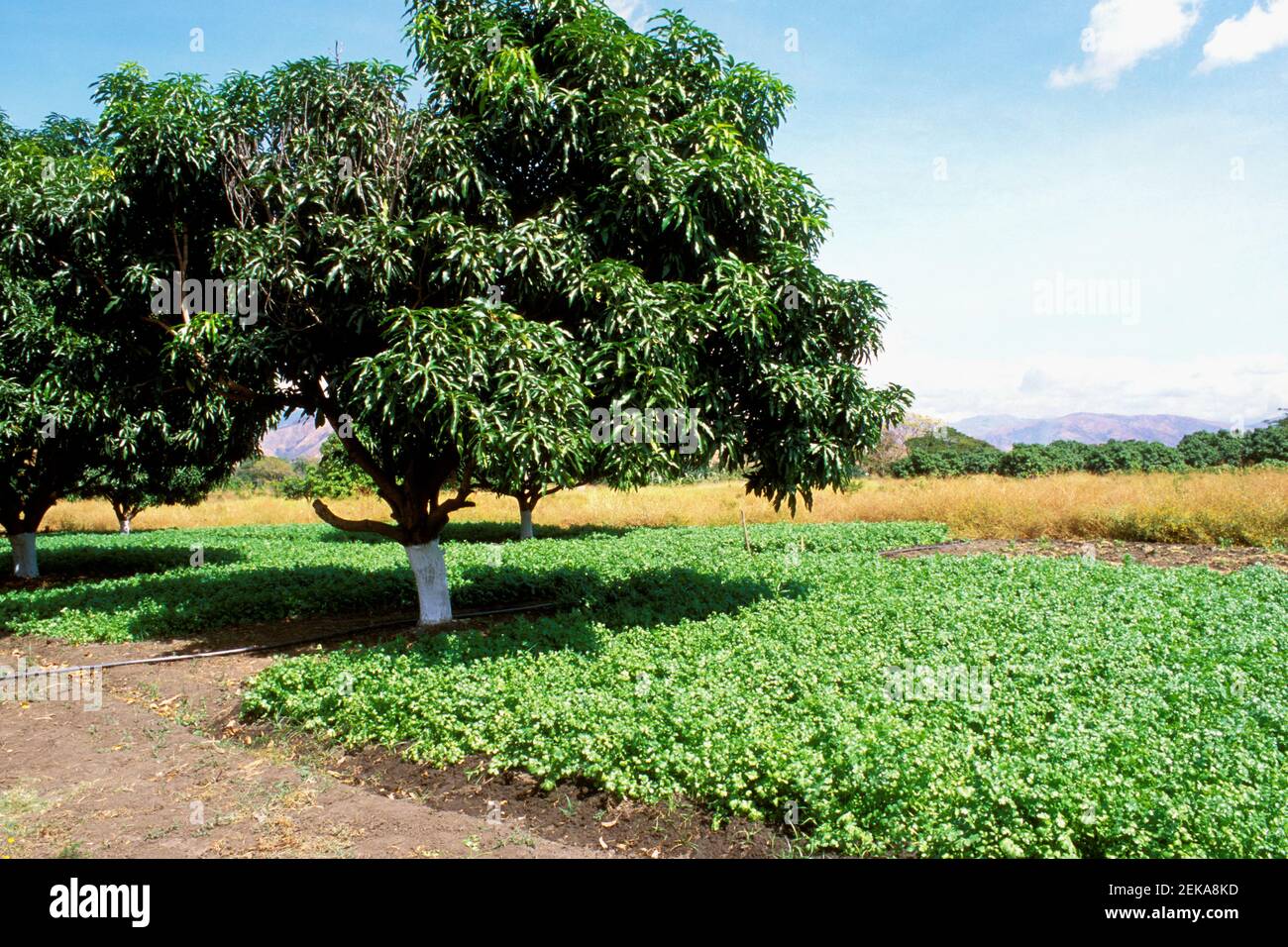 Crop in a field Stock Photo - Alamy