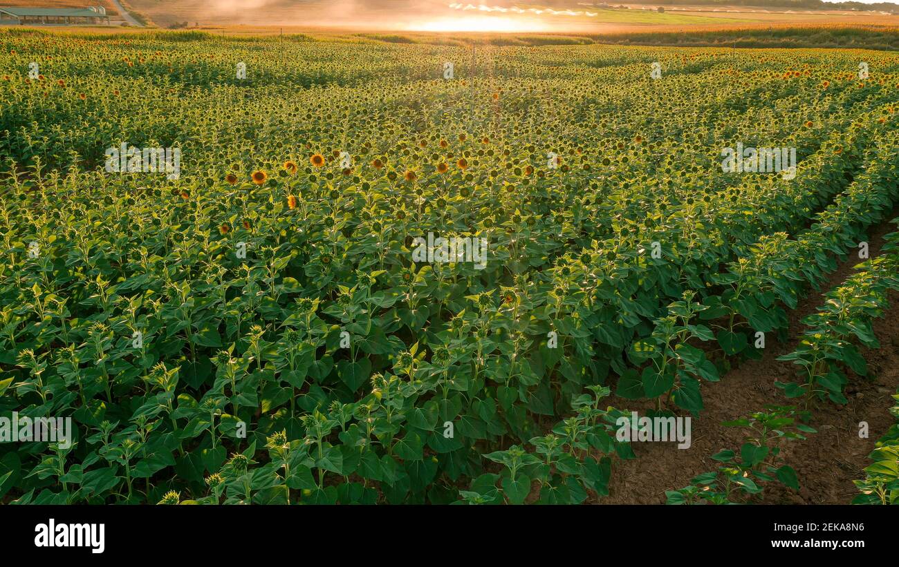 Aerial view of field at sunset Stock Photo - Alamy