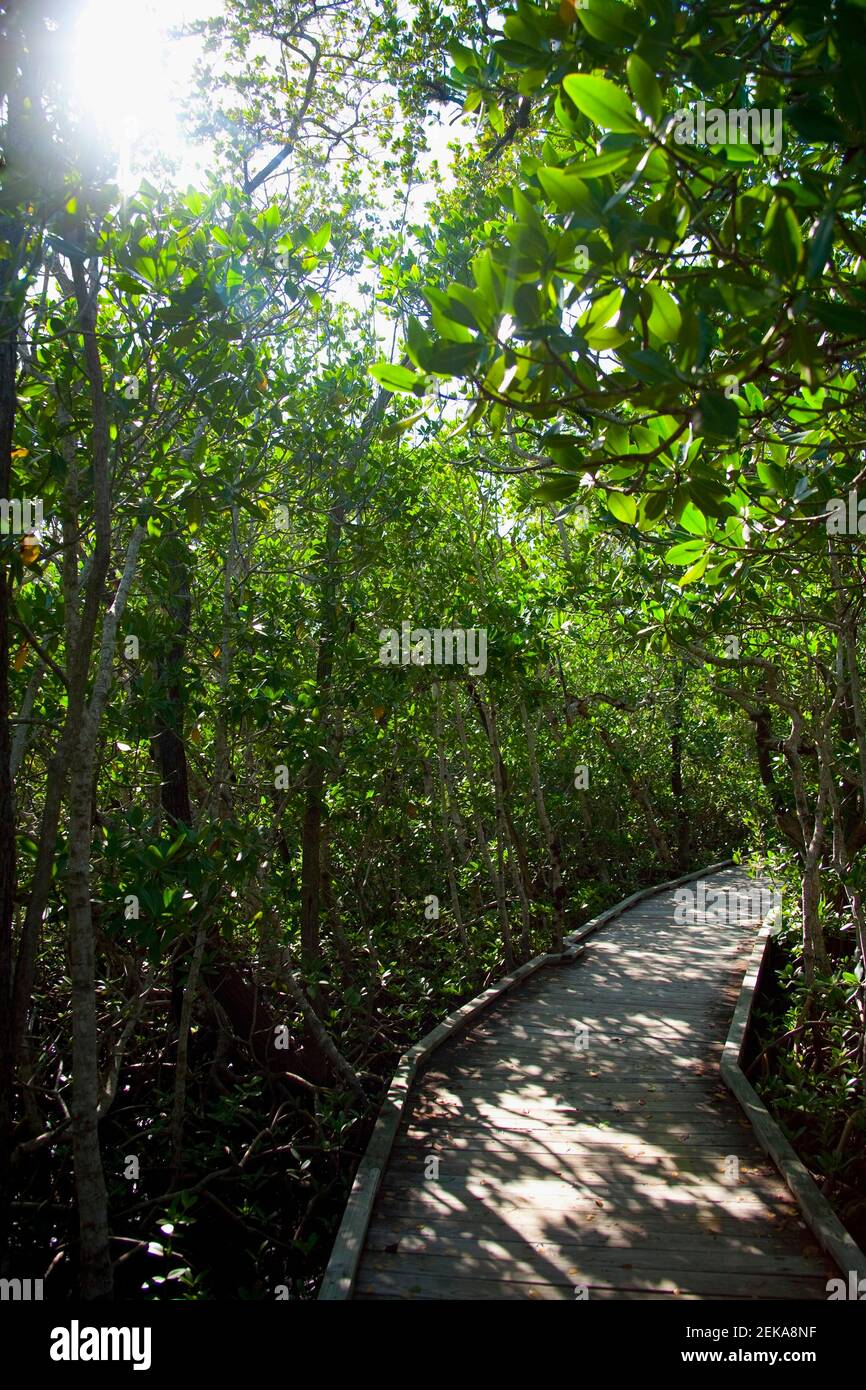 Mangrove forest florida keys hi-res stock photography and images - Alamy