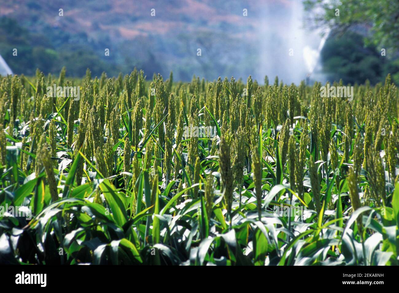 Crop in a field Stock Photo - Alamy