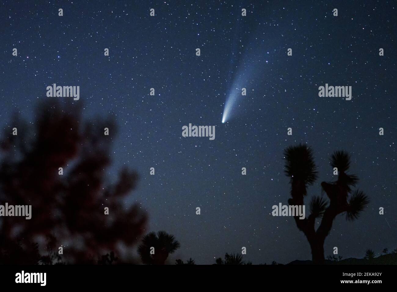 Comet NEOWISE is seen in the sky above Joshua Tree National Park in the ...