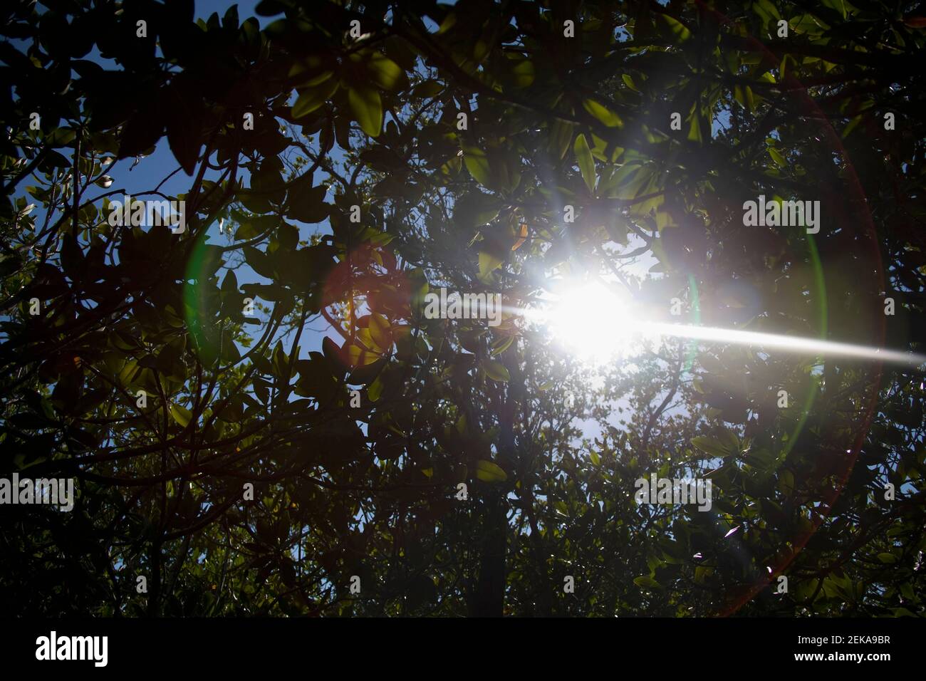 Sunbeams shining through trees in a forest, John Pennekamp Coral Reef ...
