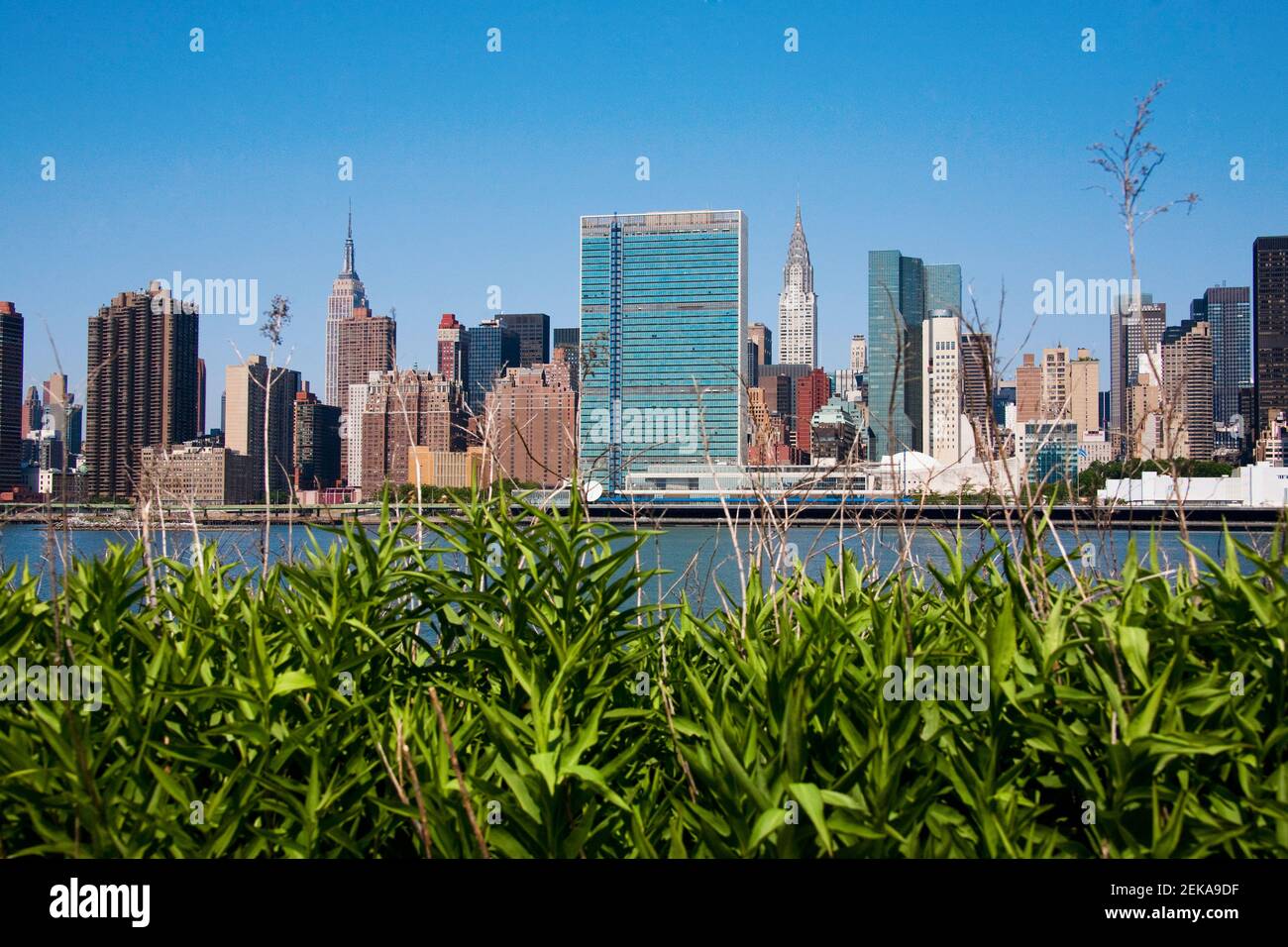 Corn field with Manhattan skyline in the background, New York City, New ...