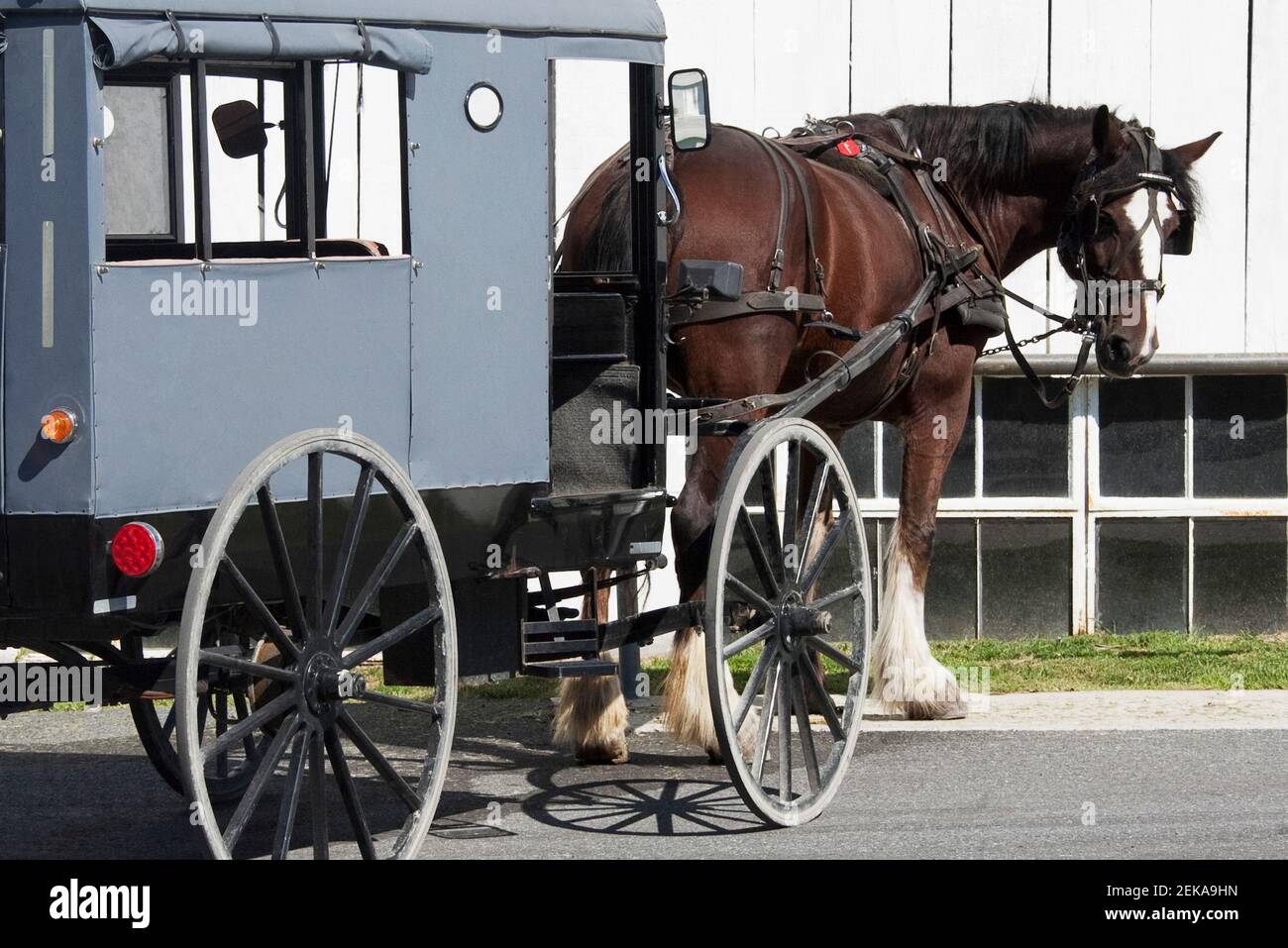 Horse cart in a farm, Amish Farm, Lancaster, Pennsylvania, USA Stock ...