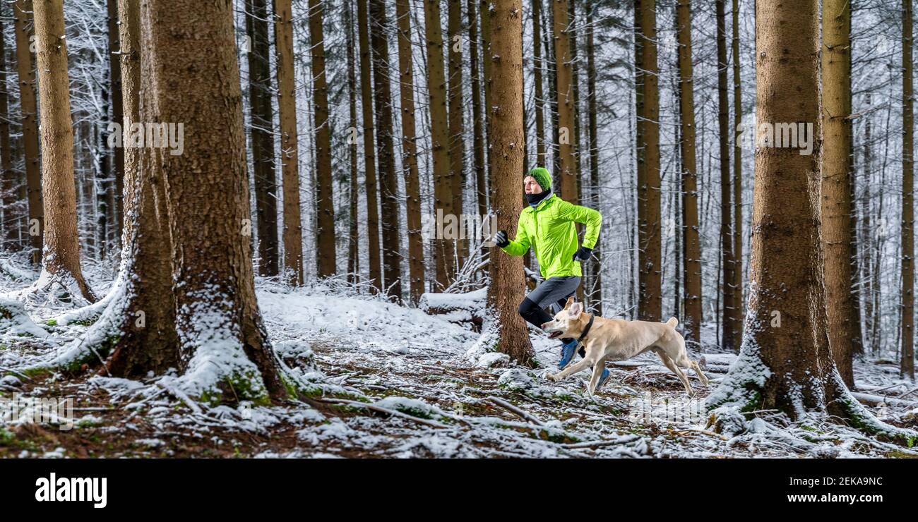 Running labrador hi-res stock photography and images - Alamy