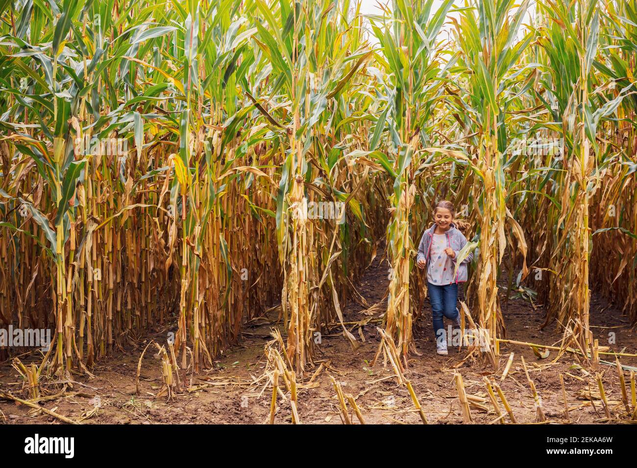 Smiling girl playing while running at corn field Stock Photo - Alamy