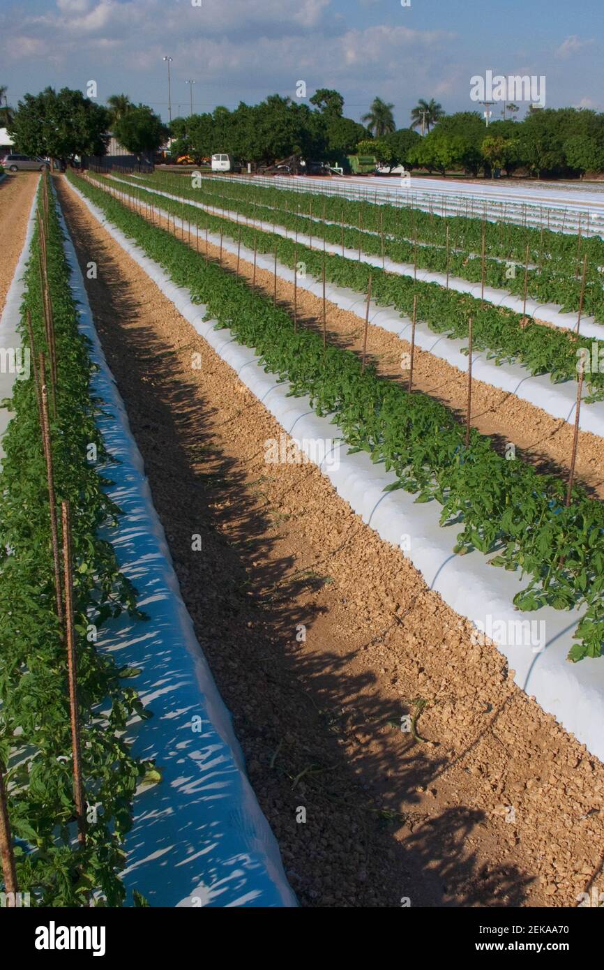 Tomato plants in a field, Homestead, Miami Dade County, Florida, USA ...