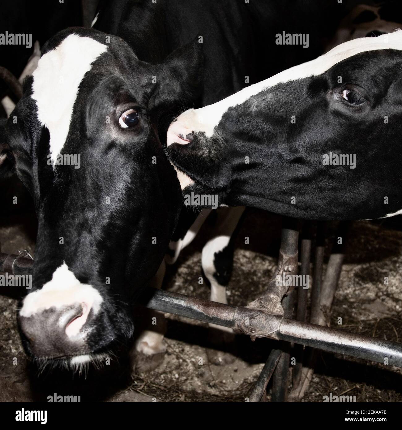 Amish cattle farm lancaster county hi-res stock photography and images ...