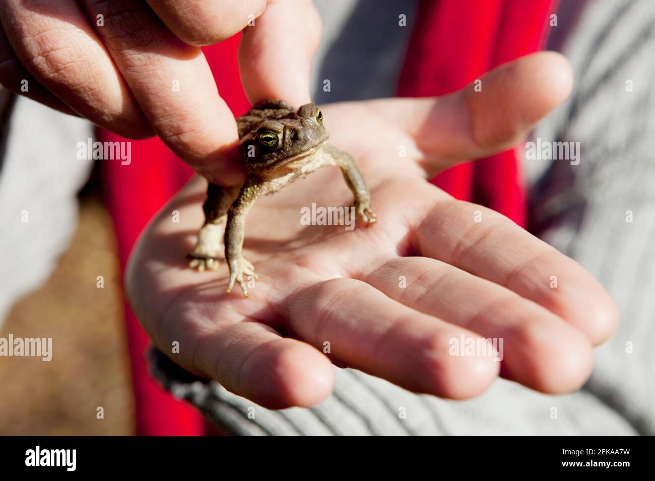 ManÅ½s hands holding a frog Stock Photo - Alamy
