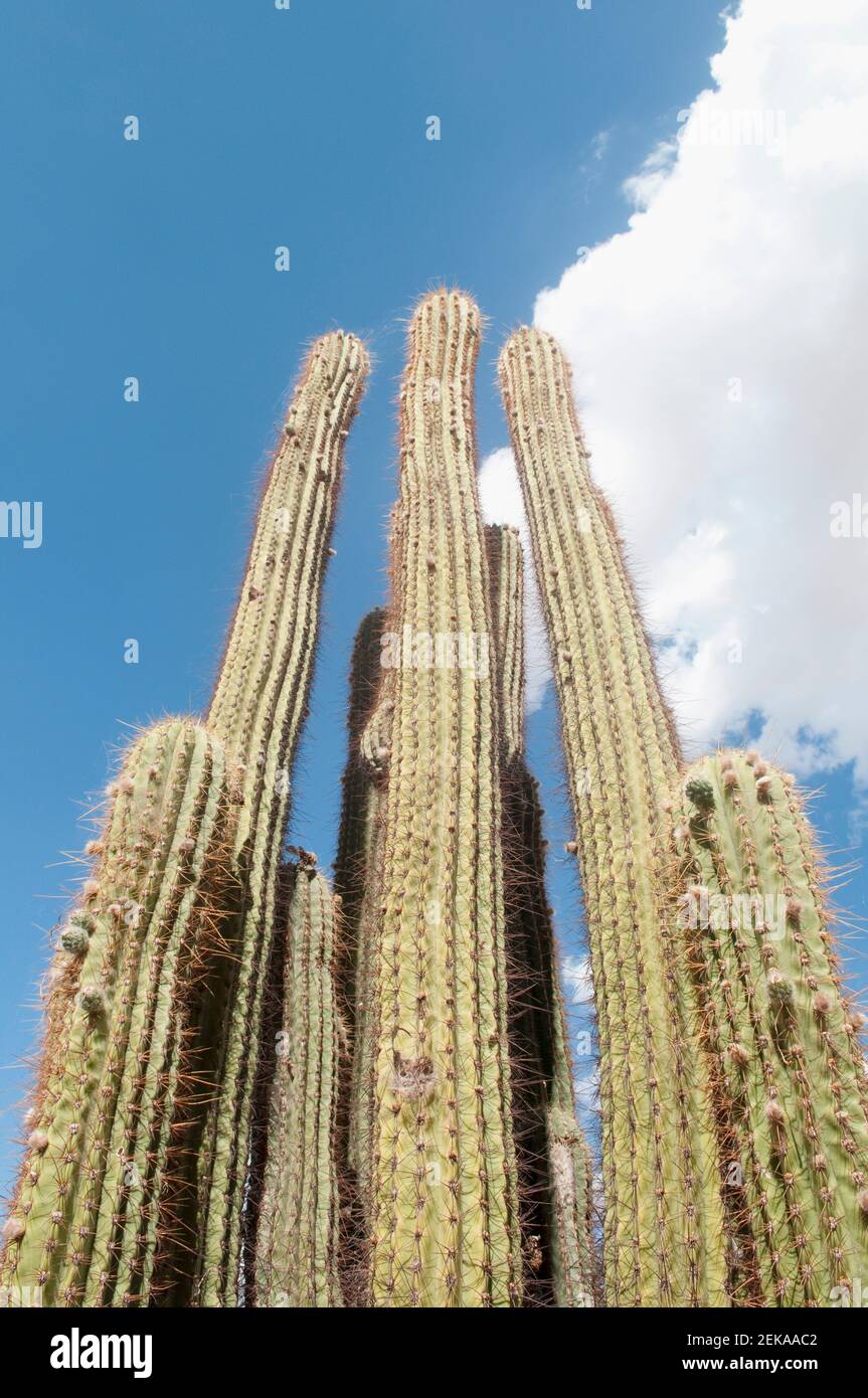Argentina south america cardon cactus hi-res stock photography and ...