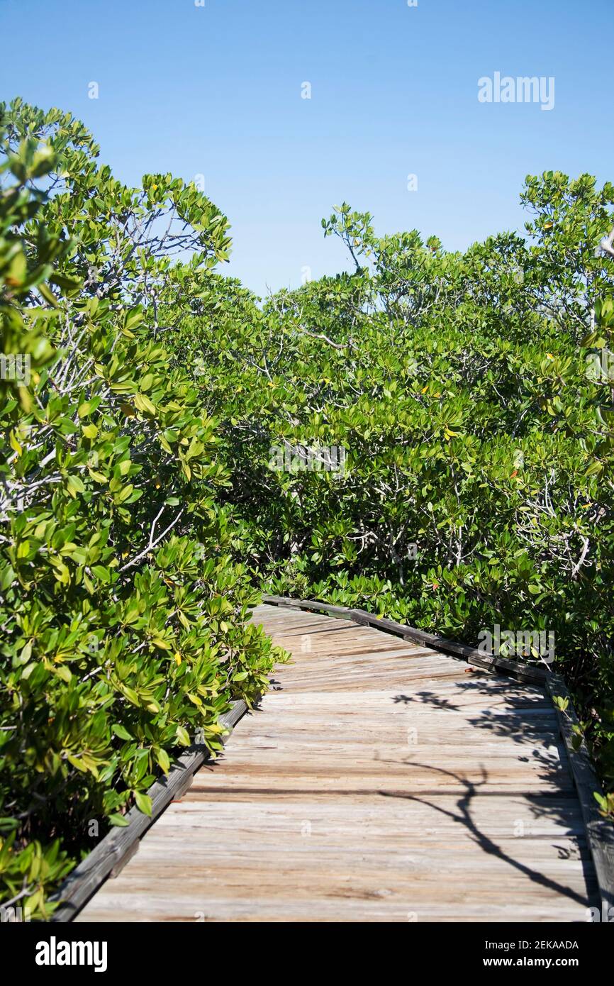 Mangrove trees along a boardwalk, Mangrove Trail, John Pennekamp Coral ...
