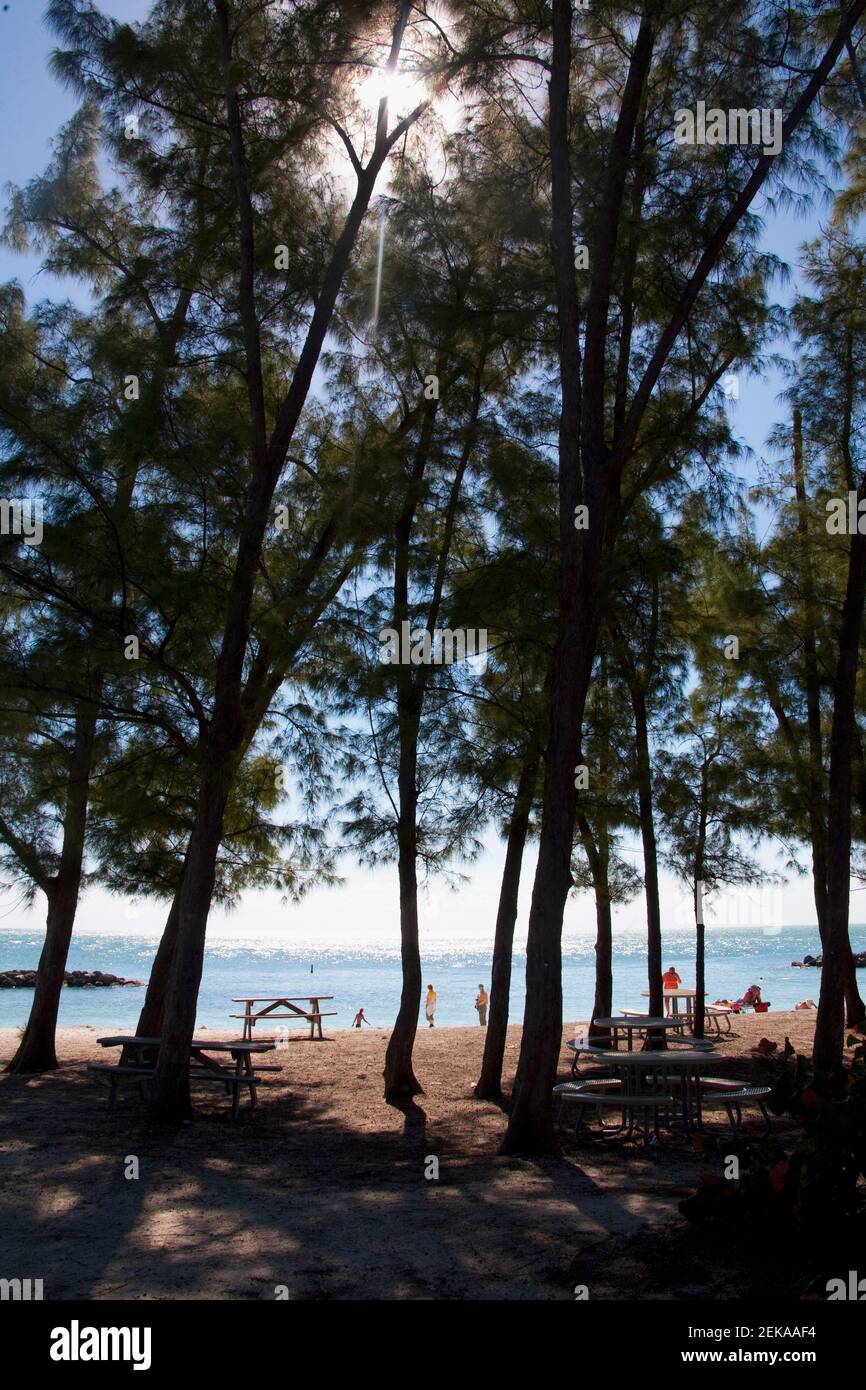 Trees on the beach, Key West, Florida, USA Stock Photo - Alamy