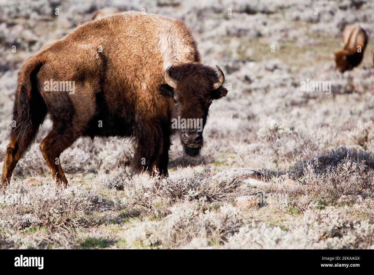 American buffalo north american species hi-res stock photography and ...