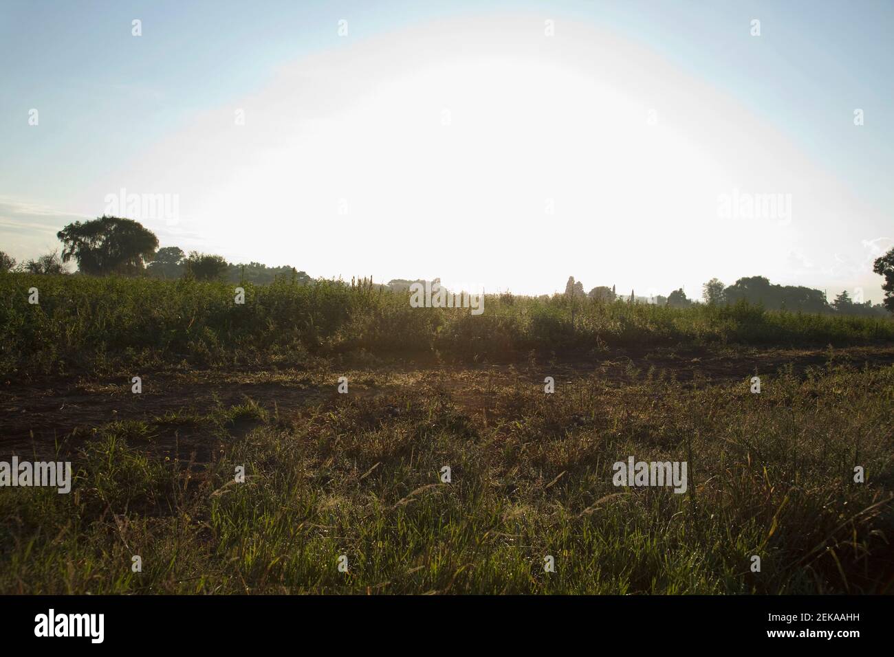 Crop in a field at dawn Stock Photo - Alamy