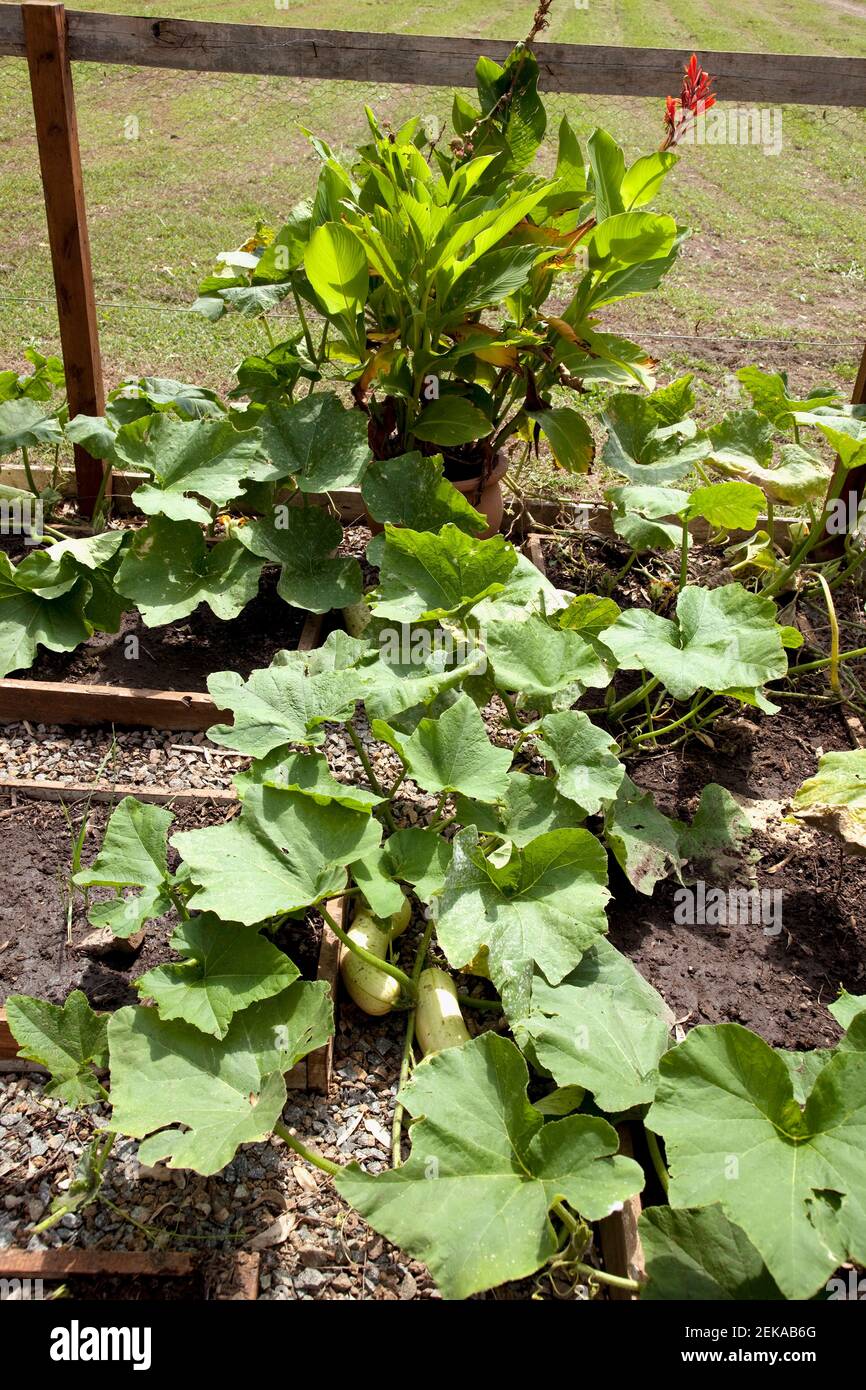 Gourd vine in a field Stock Photo - Alamy