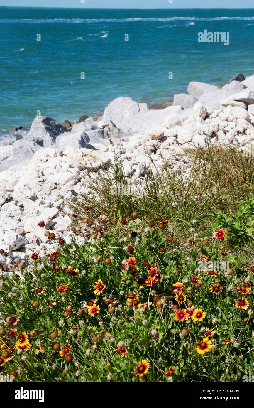 Florida ocean flowers hi-res stock photography and images - Alamy