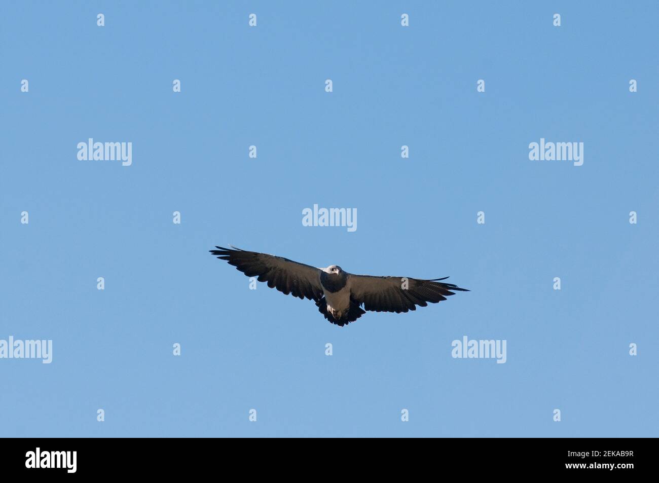 Eagle flying in the sky, Moquehue Lake, Cordillera de los Andes ...
