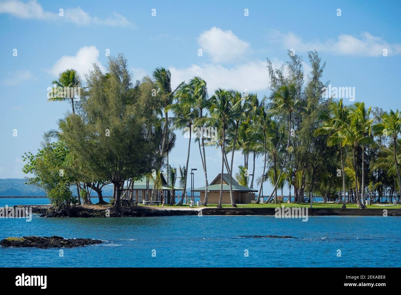 Trees in a park, Liliuokalani Park and Gardens, Banyan Drive, Hilo, Big ...