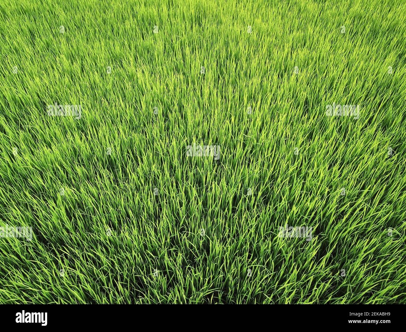 Ivory Coast, Green rice paddy Stock Photo - Alamy