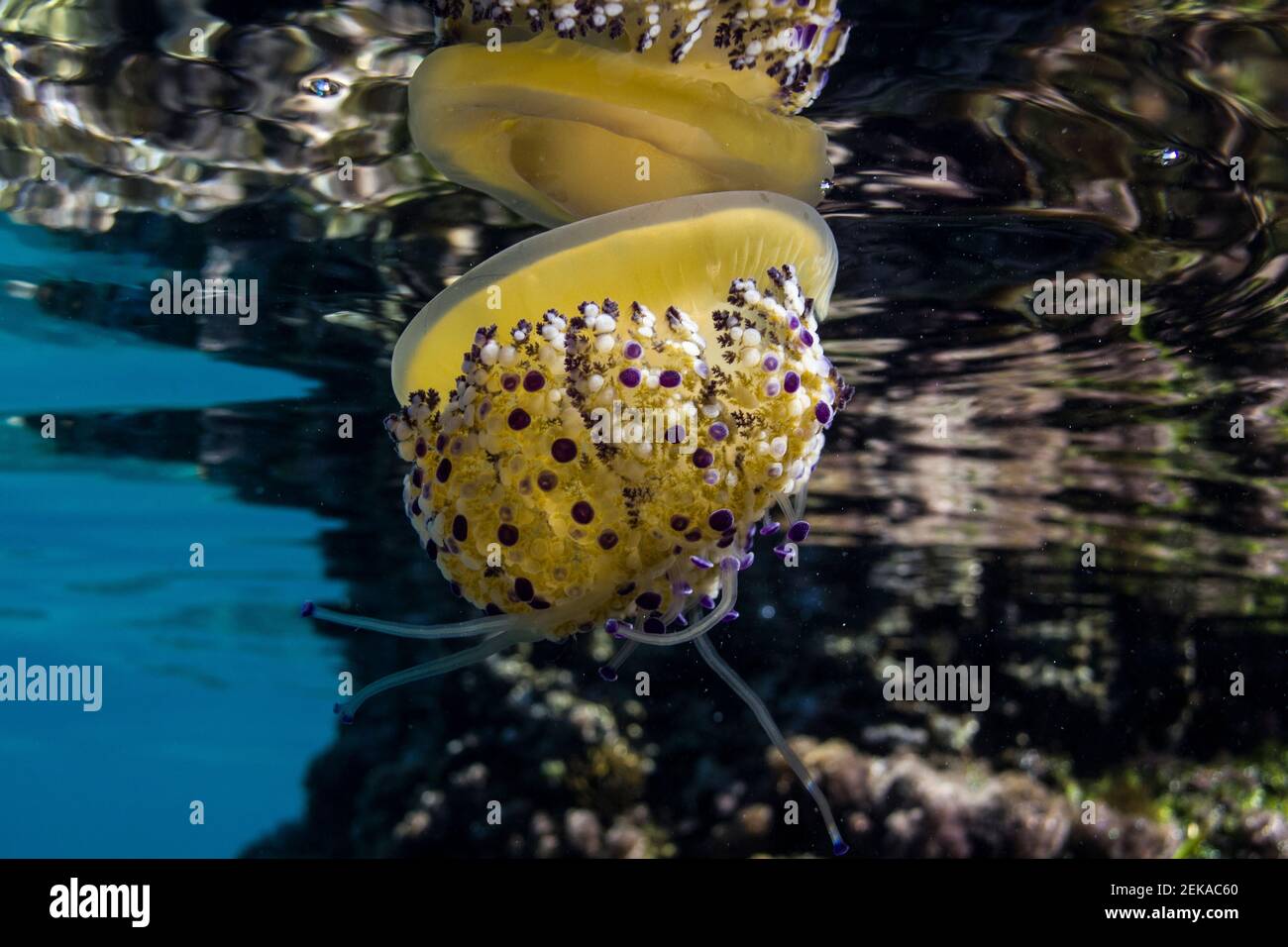 Swimming in menorca hi-res stock photography and images - Alamy