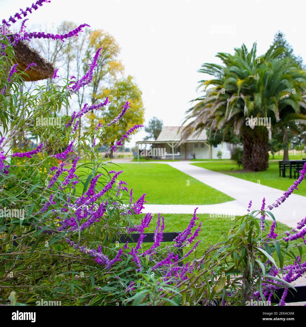 Flowers with a tourist resort in the background Stock Photo - Alamy