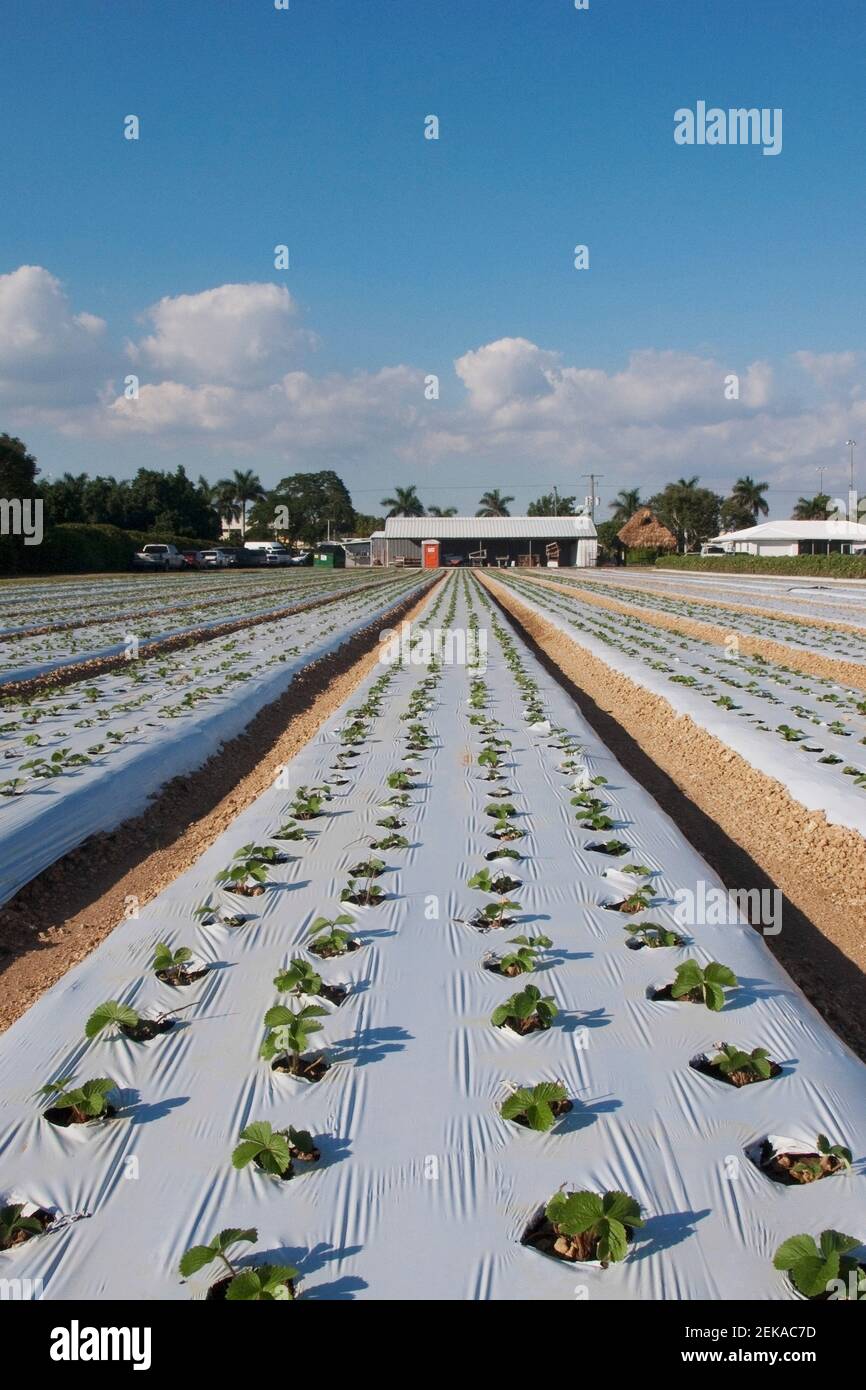 Strawberry crop in a field, Homestead, Miami Dade County, Florida, USA ...