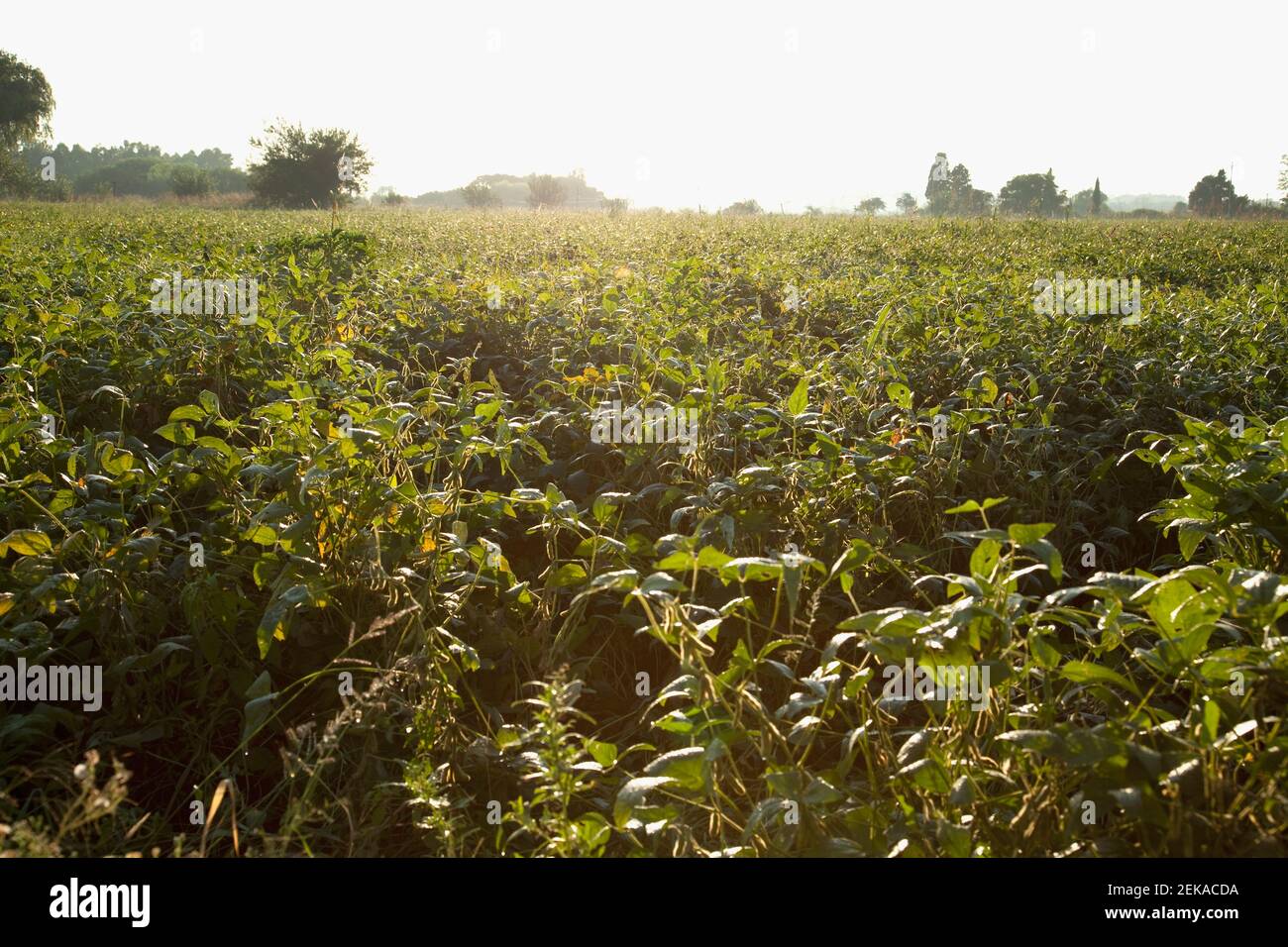 Crop in a field at dawn Stock Photo - Alamy
