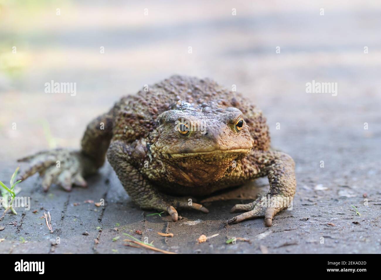 Big fat toad crawling along a dirt path Stock Photo - Alamy