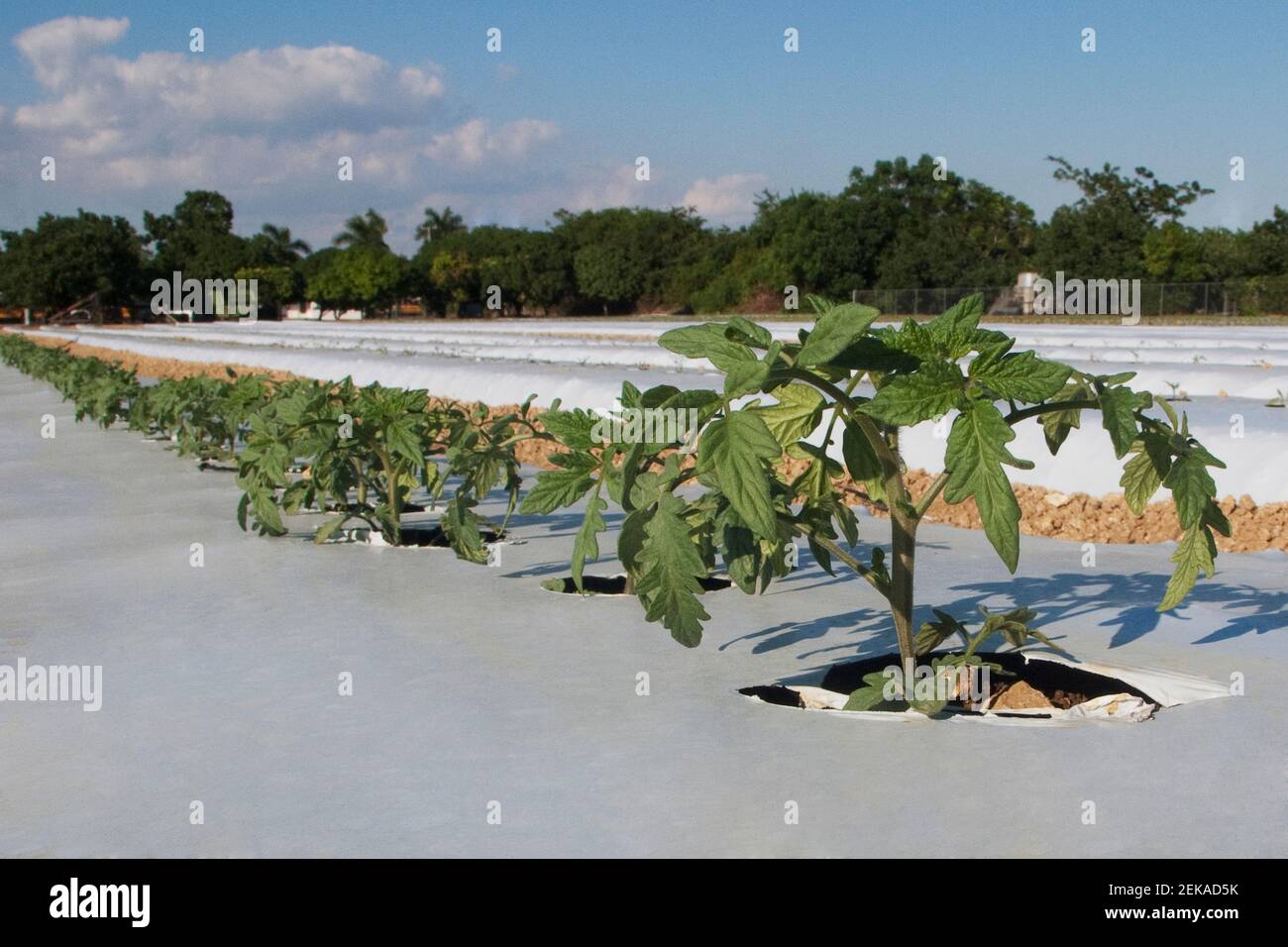 Tomato plants in a field, Homestead, Miami Dade County, Florida, USA ...