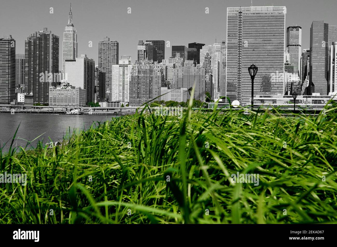 Corn field with Manhattan skyline in the background, New York City, New ...