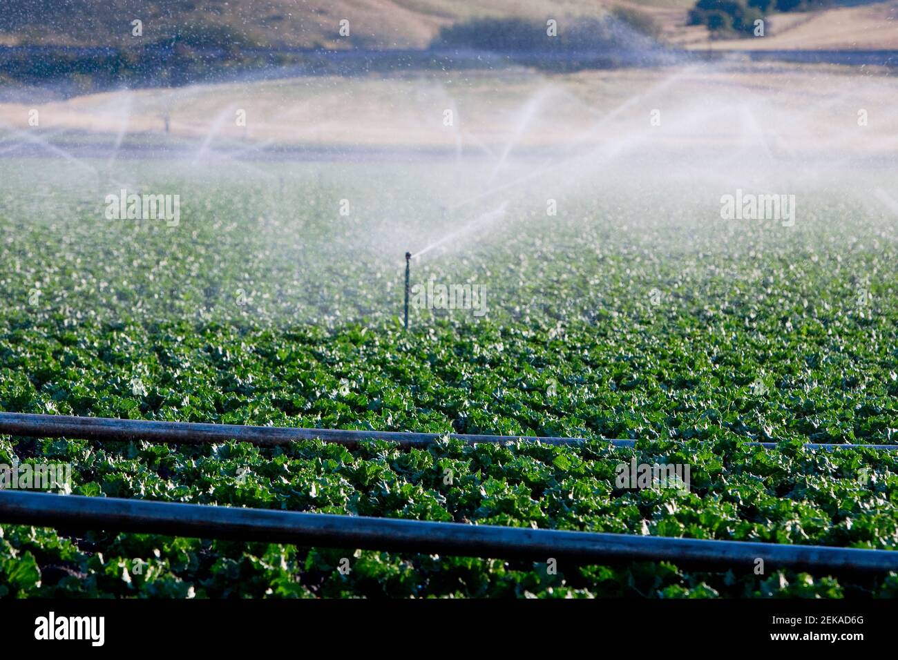 Agricultural sprinklers in a field, California, USA Stock Photo - Alamy