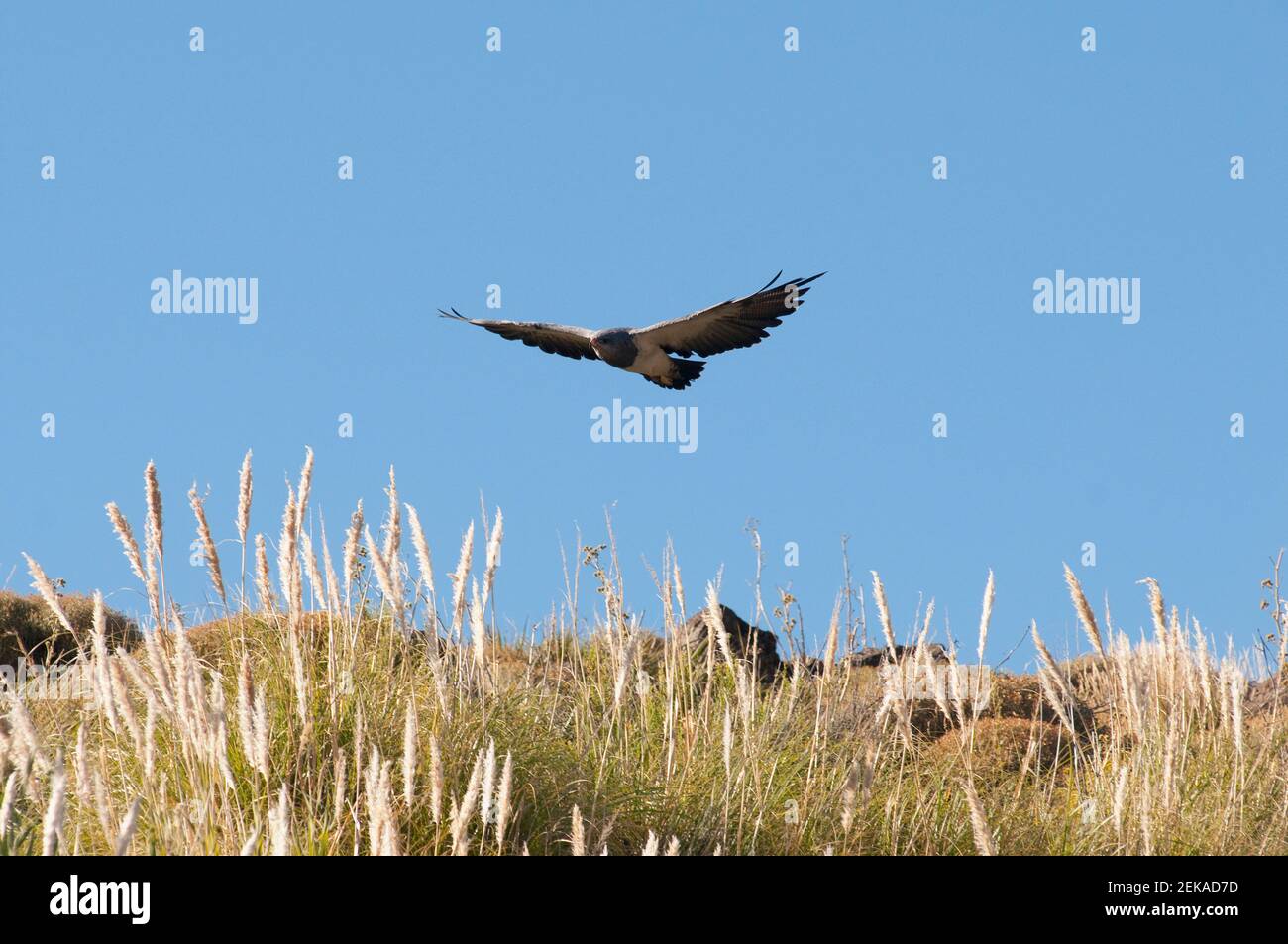 Eagle flying in the sky, Moquehue Lake, Cordillera de los Andes ...