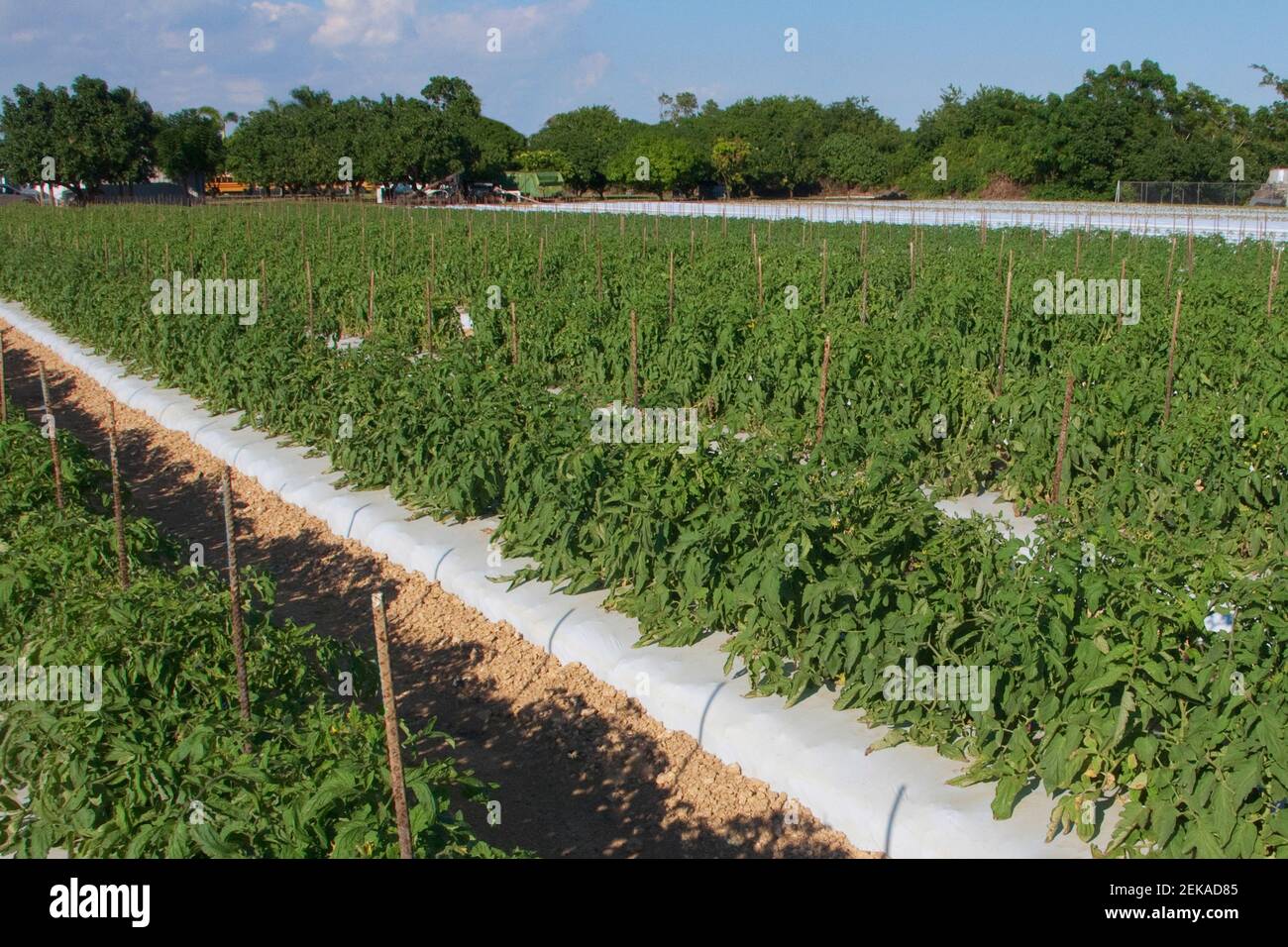 Tomato plants in florida field hi-res stock photography and images - Alamy