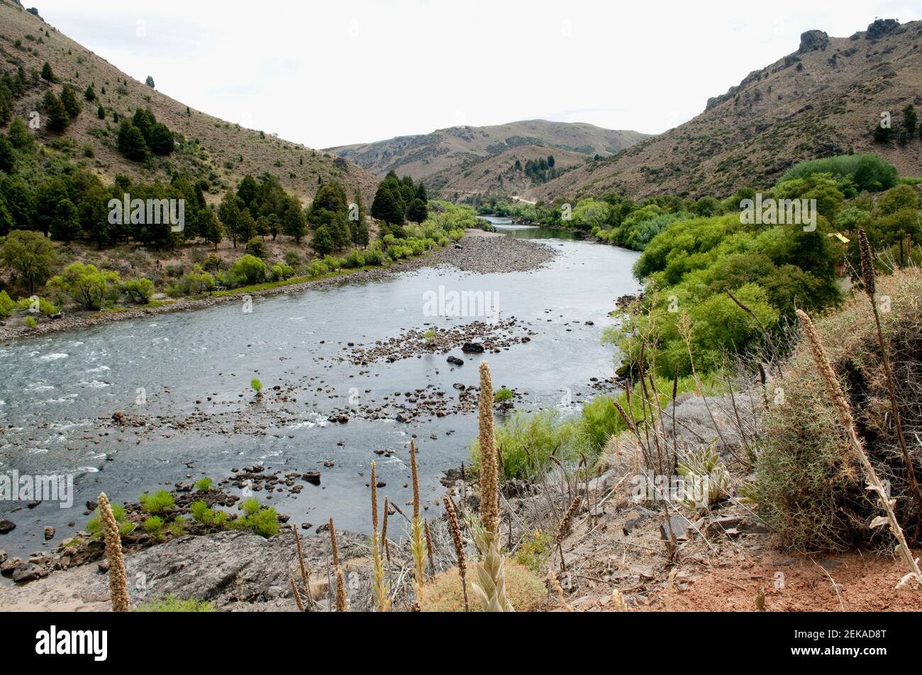 Stream flowing through a forest, Cordillera de los Andes, Argentina ...