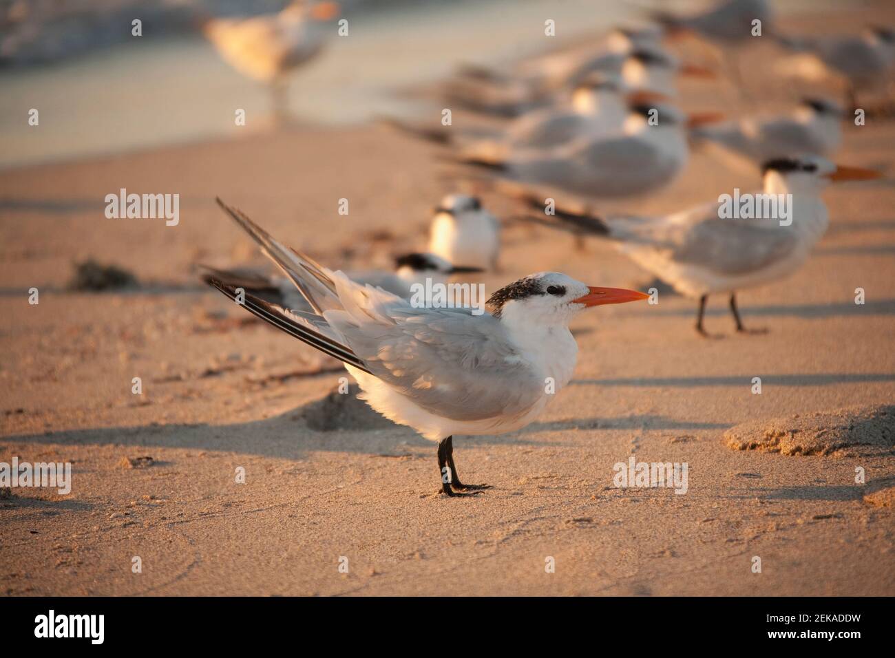 Flock of birds on the beach, Miami Beach, Florida, USA Stock Photo - Alamy