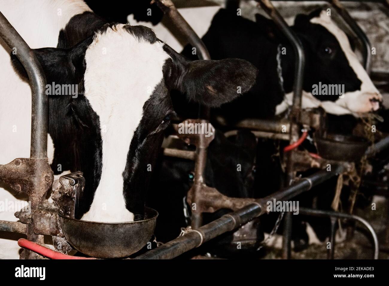 Cows stable usa hi-res stock photography and images - Alamy