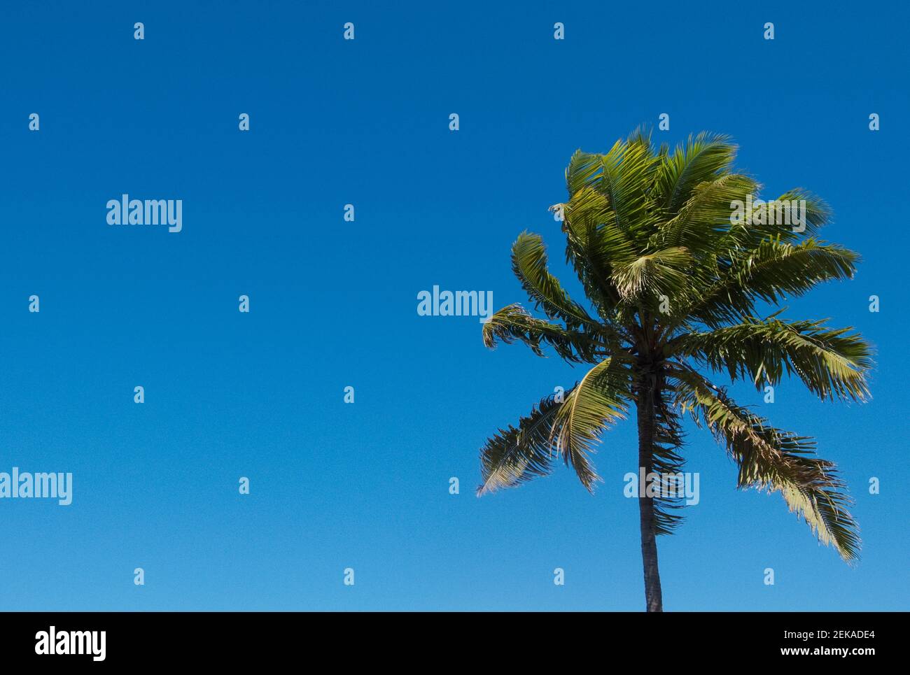Low angle view of a palm tree Stock Photo - Alamy