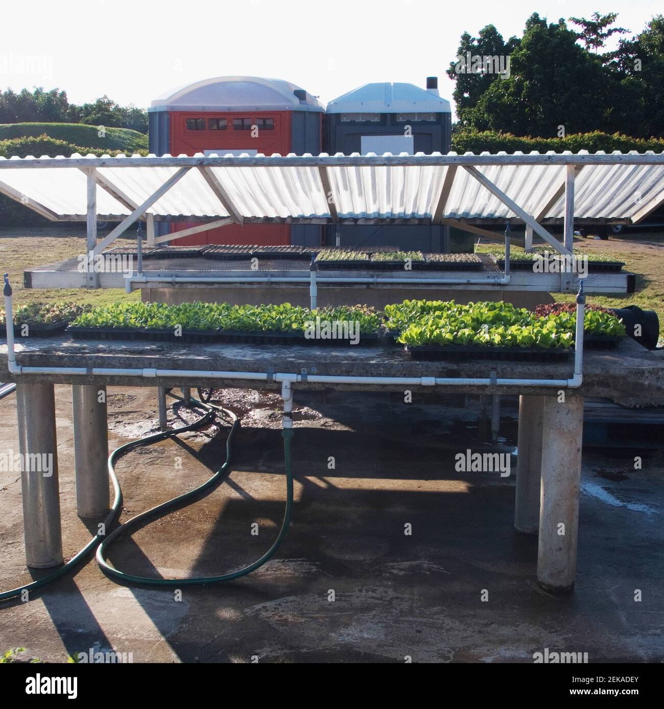 Strawberry crop in shelter, Homestead, Miami Dade County, Florida, USA ...