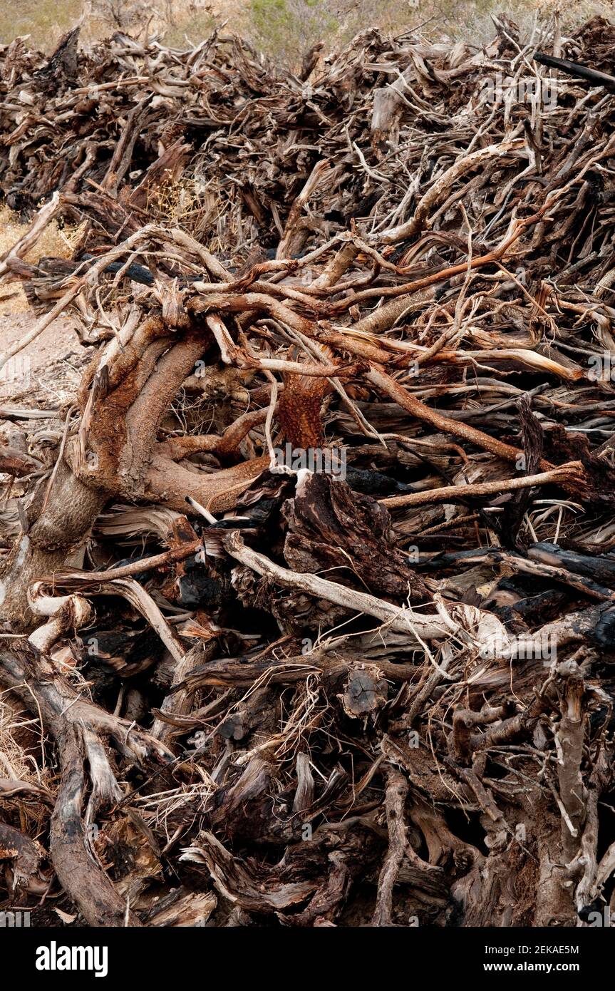 Clearing of native vegetation for agriculture, Cordillera de los Andes ...