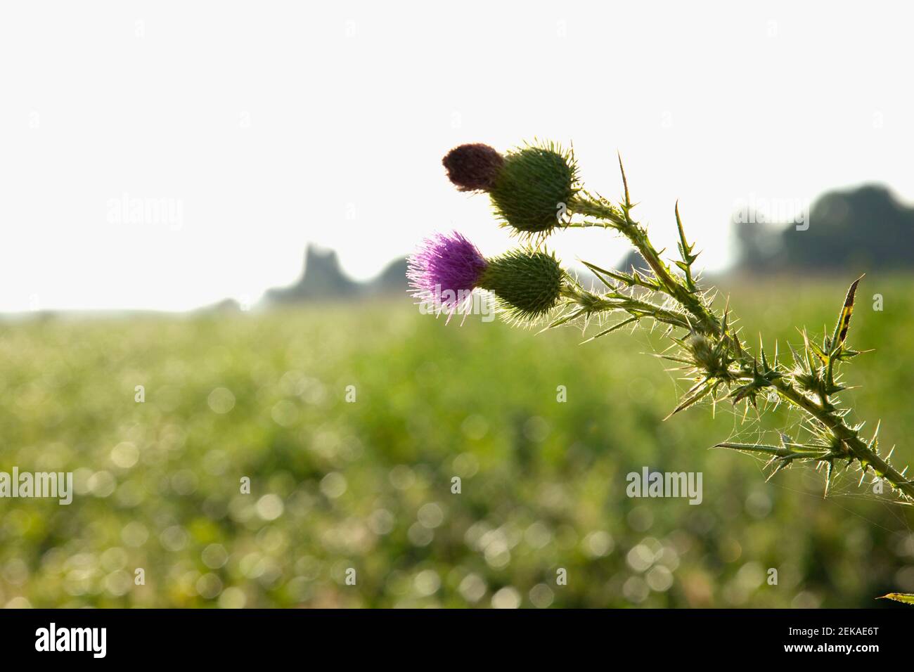 Thistles with crop in a field hi-res stock photography and images - Alamy