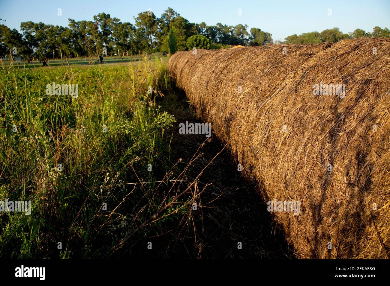 Hay bales in a field Stock Photo - Alamy