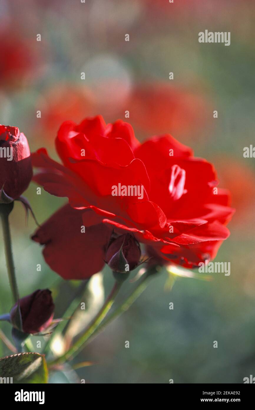 Rose of venezuela hi-res stock photography and images - Alamy