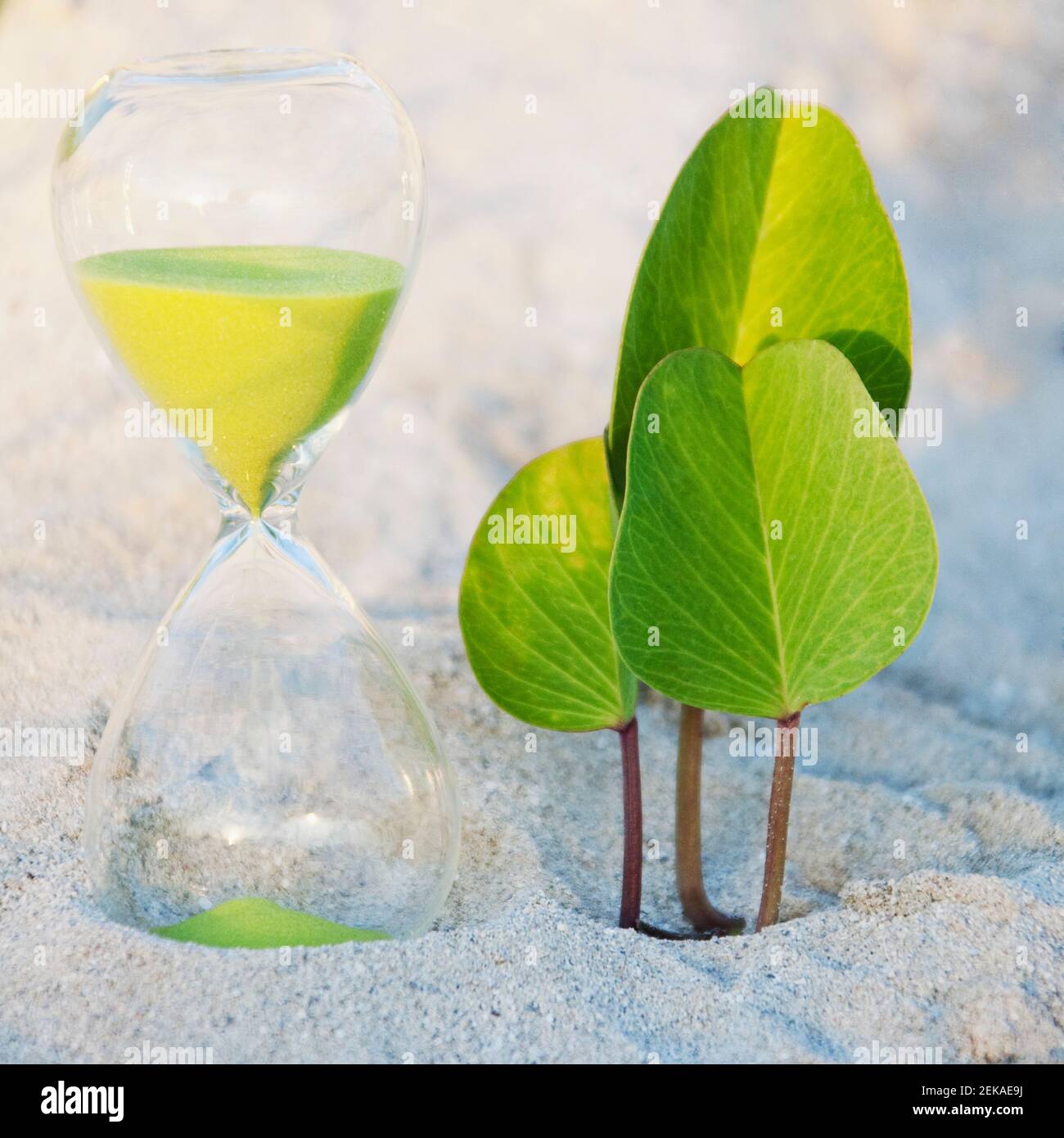 Hourglass beside a sapling, Miami Beach, Florida, USA Stock Photo - Alamy