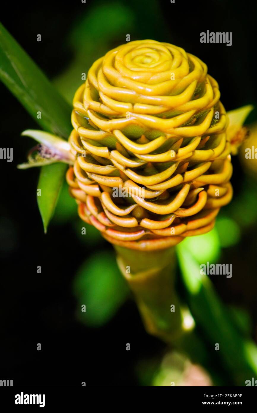 Tropical flower beehive ginger hi-res stock photography and images - Alamy