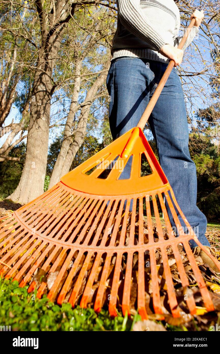 Man raking leaves Stock Photo - Alamy