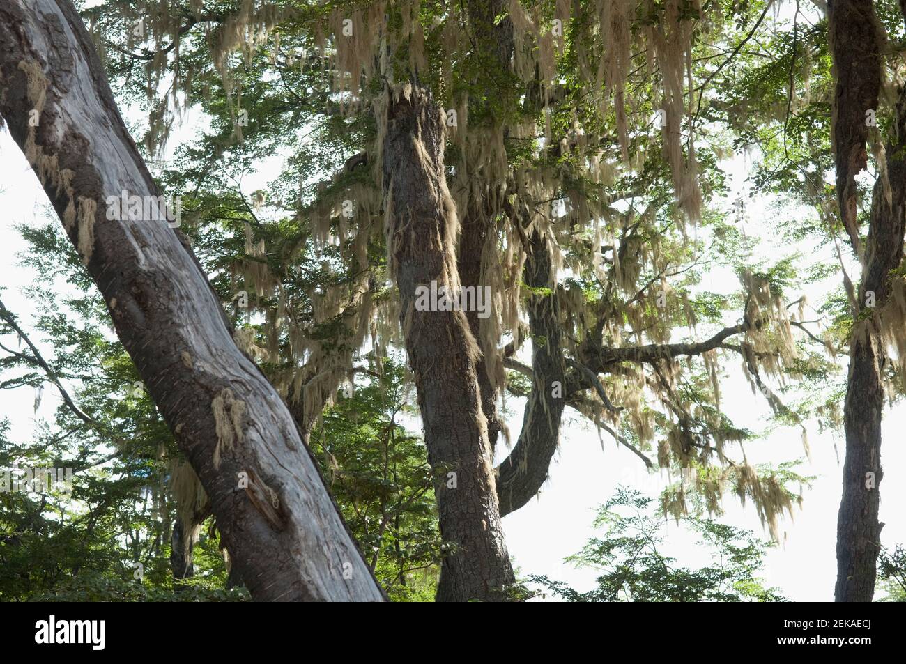 Forest, Valdivian temperate Rain Forests, Cordillera de los Andes ...