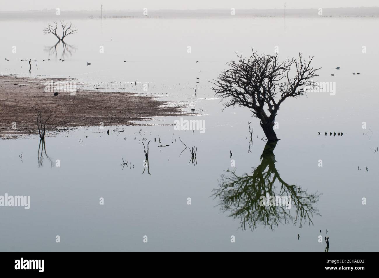 Reflection of a dead tree in water, Patagonia, Argentina Stock Photo ...