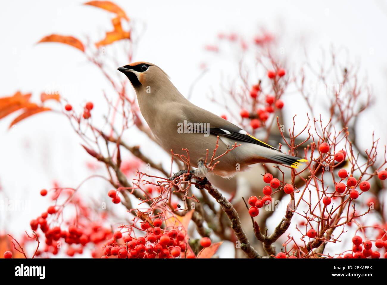 Rowan tree wildlife hi-res stock photography and images - Alamy