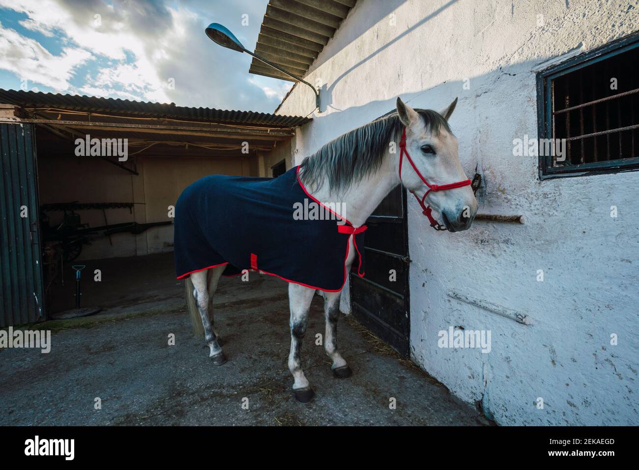 Caparison horse hi-res stock photography and images - Alamy