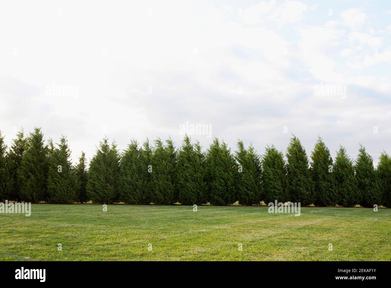 Tree hedge in a field Stock Photo - Alamy